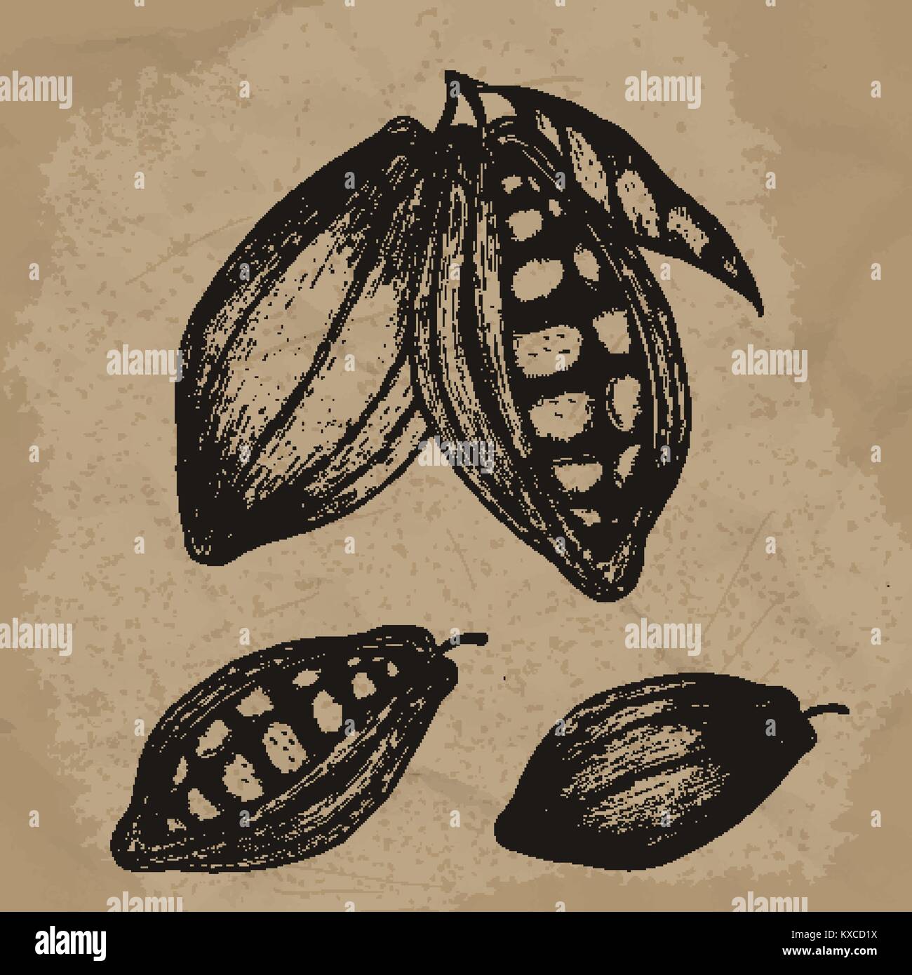 Cocoa beans hand drawn illustration. Chocolate cocoa beans. Vector ...