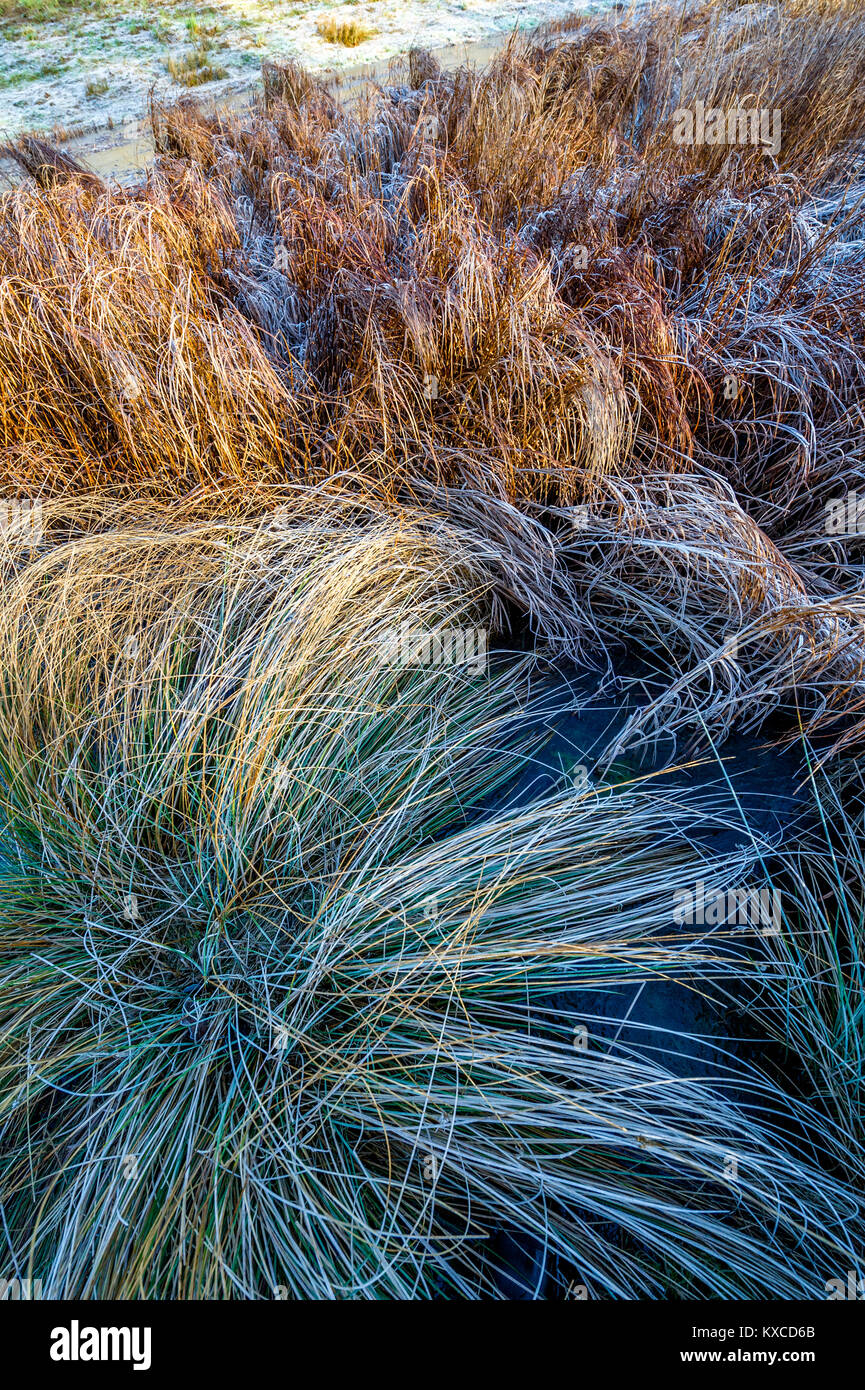 Wildlife aquatic pond plants uk hi-res stock photography and images - Alamy