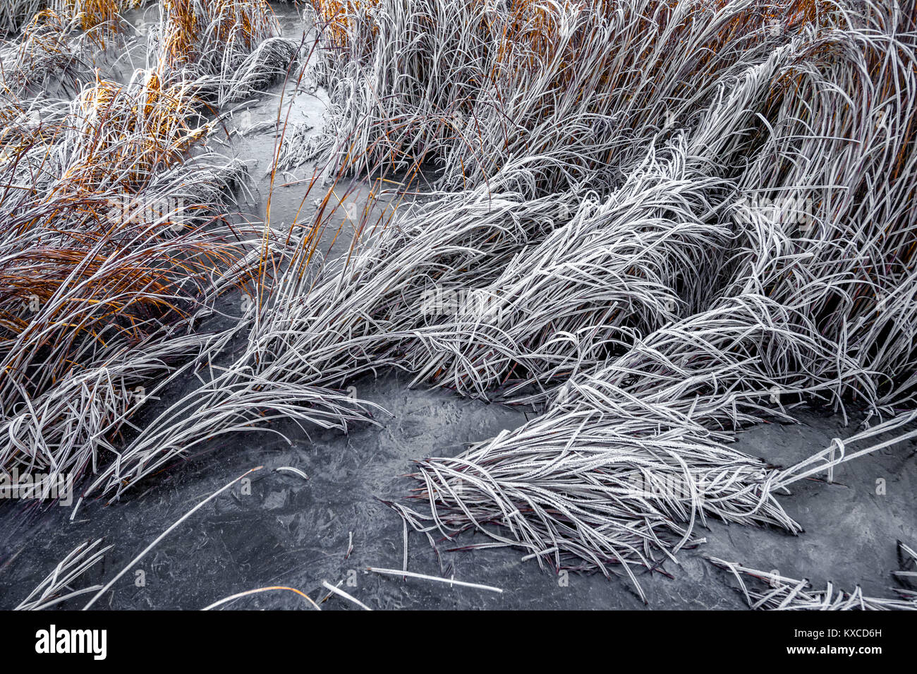 Frosty reed hi-res stock photography and images - Alamy