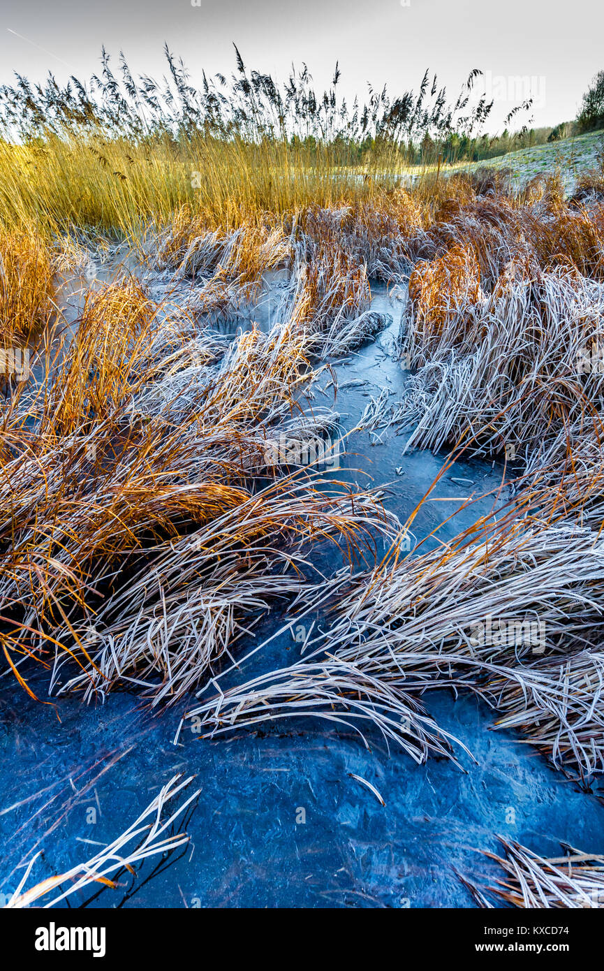 Frosty reed hi-res stock photography and images - Alamy