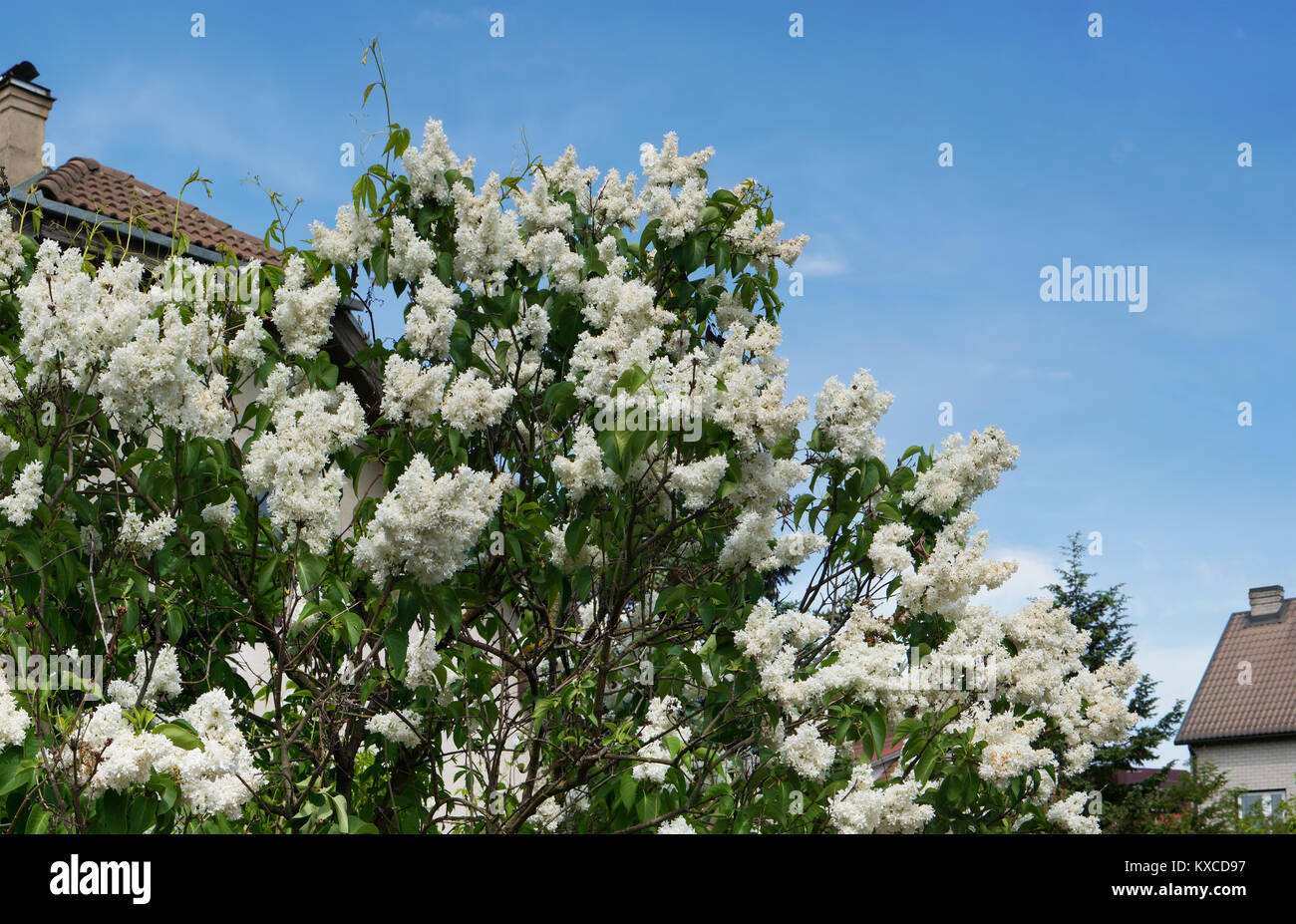 A large bush of white terry blooming white lilacs blooms in the June ...