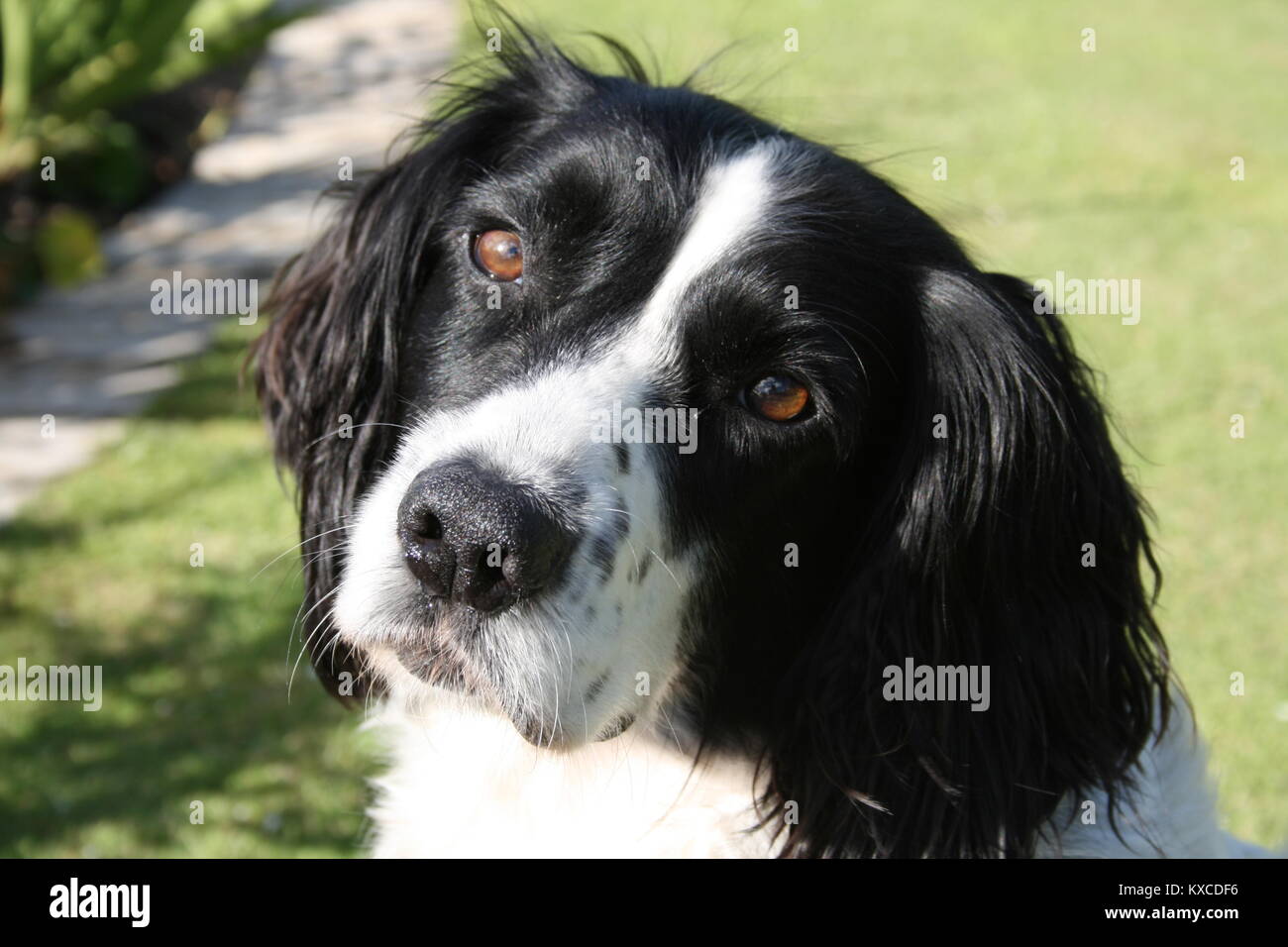 Black And White Springer Spaniel Stock Photos & Black And White ...