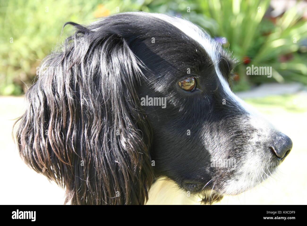 Black And White Springer Spaniel Stock Photos & Black And White ...