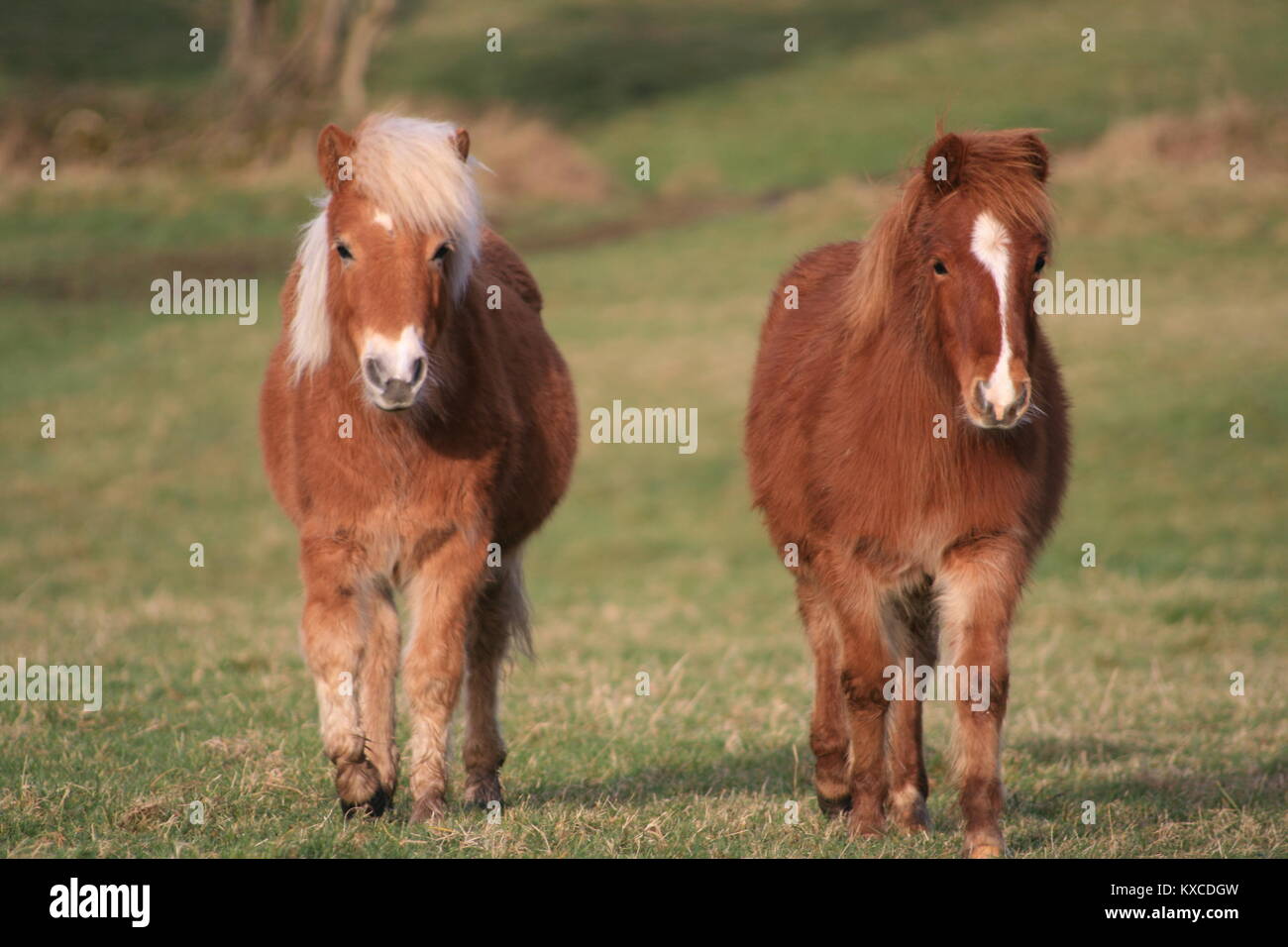 Pony ponies field hi-res stock photography and images - Alamy