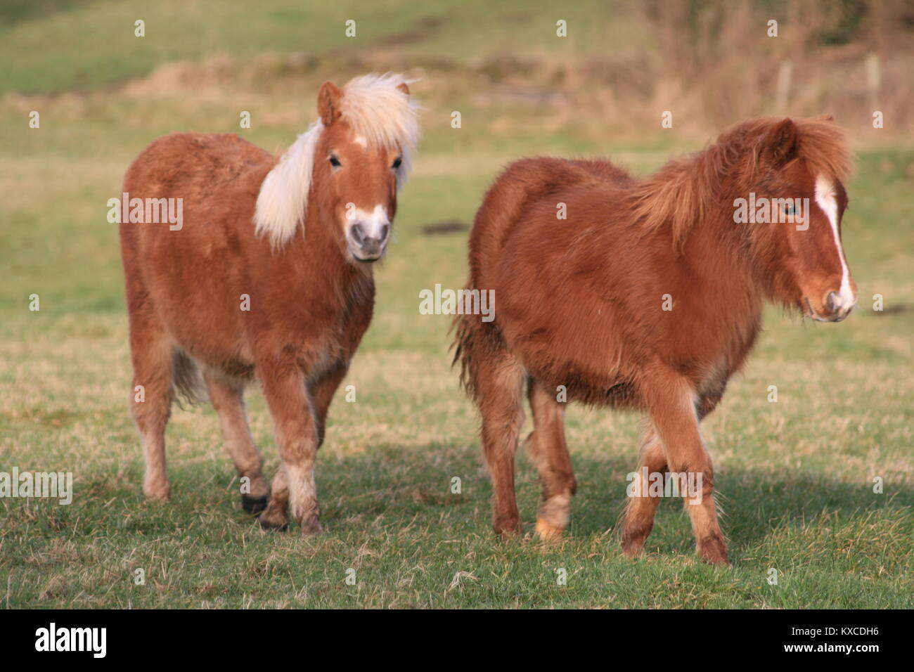 Two shetland ponies hi-res stock photography and images - Alamy