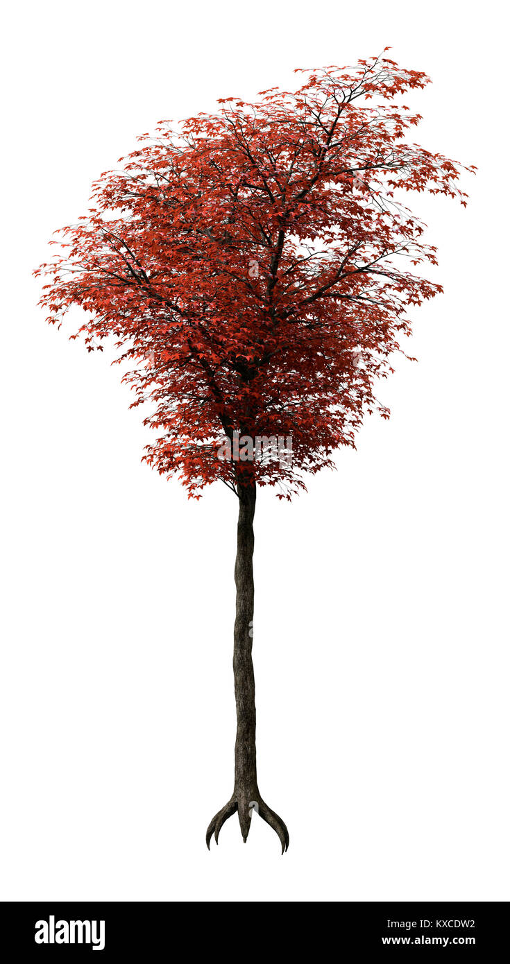 3D rendering of a red Japanese maple tree isolated on white background ...