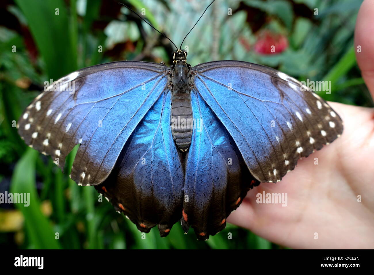 Butterfly blue morpho morpho menelaus brazil hi-res stock photography ...