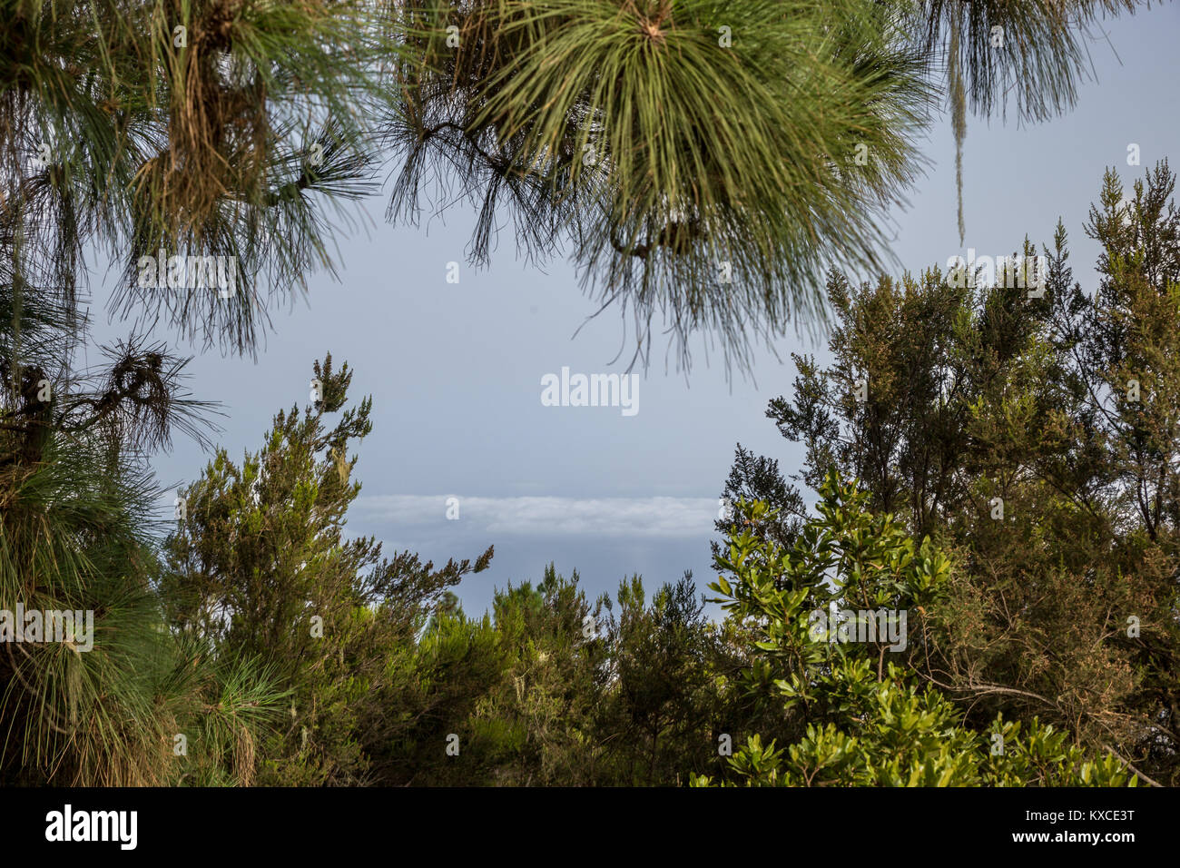 View through Branches of Conifer Trees on foggy and cloudy Valley ...