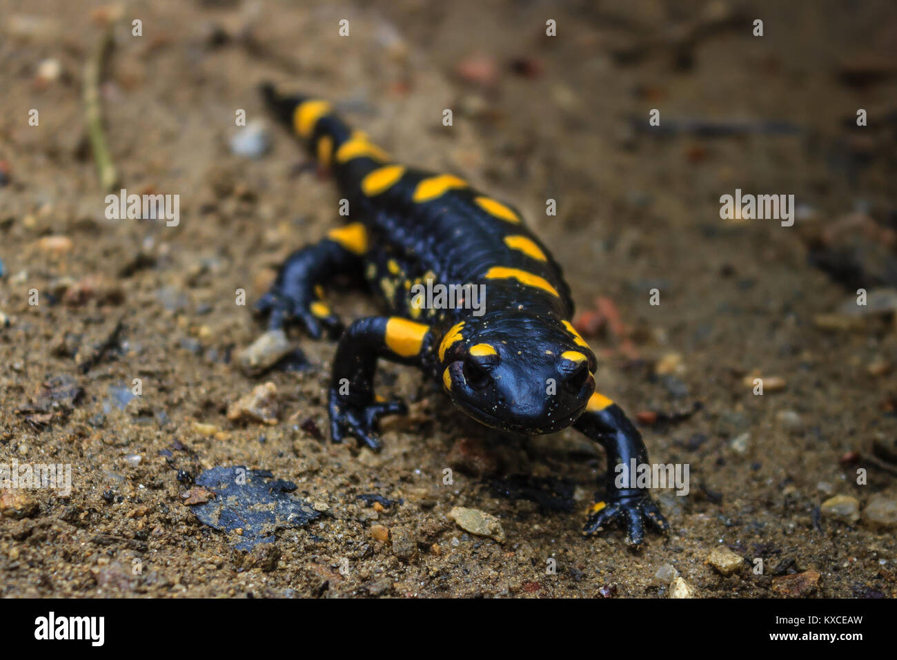 Fire salamander in his natural environment Stock Photo - Alamy