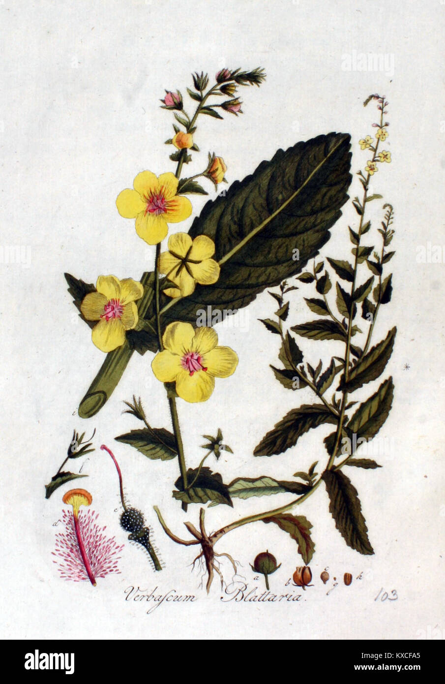 Verbascum blattaria — Flora Batava — Volume v2 Stock Photo - Alamy