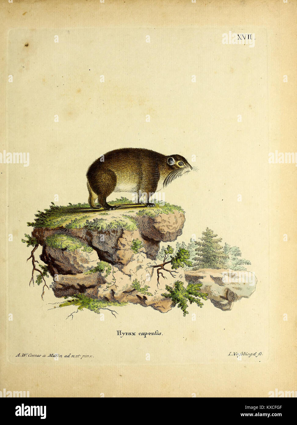 This comparative natural description of mammals, including detailed ...