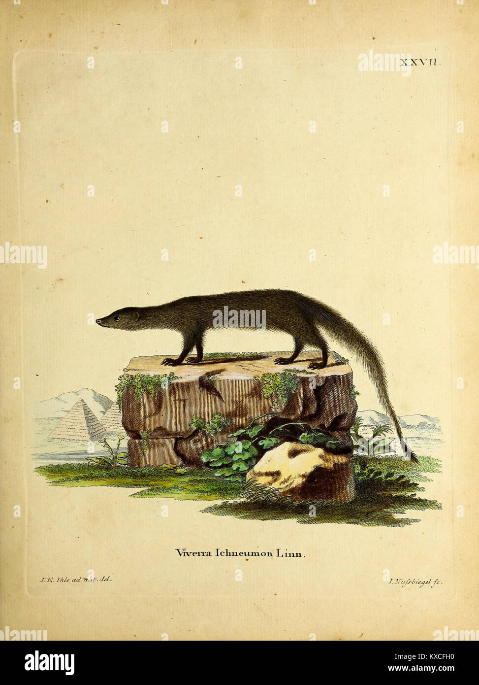 A comparative natural description of mammals, illustrated in plate ...