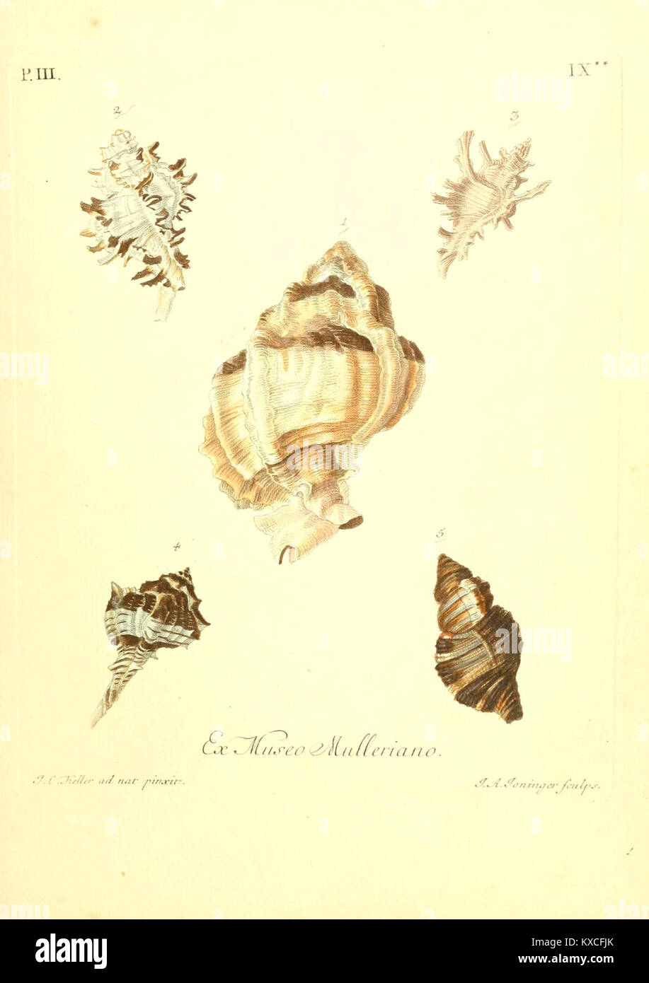 'Vergnügen der Augen und des Gemüths' (Pleasure of the Eyes and the ...