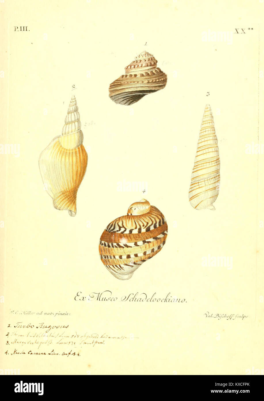 'Vergnügen der Augen und des Gemüths' (Pleasures of the Eyes and Mind ...