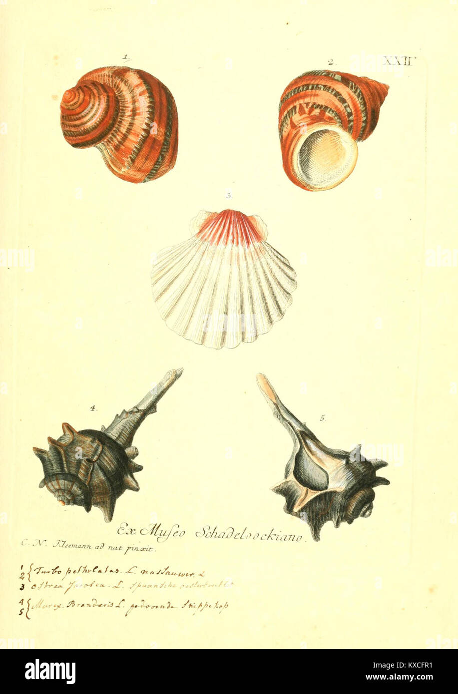 'Vergnügen der Augen und des Gemüths' (Table XXII) is an illustrated ...