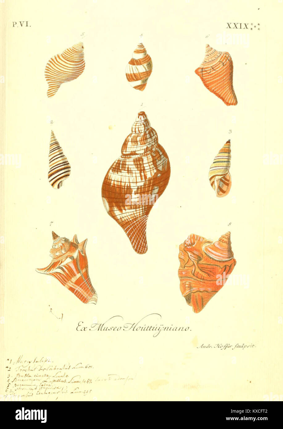 This illustration from 'Vergnügen der Augen und des Gemüths' shows a ...