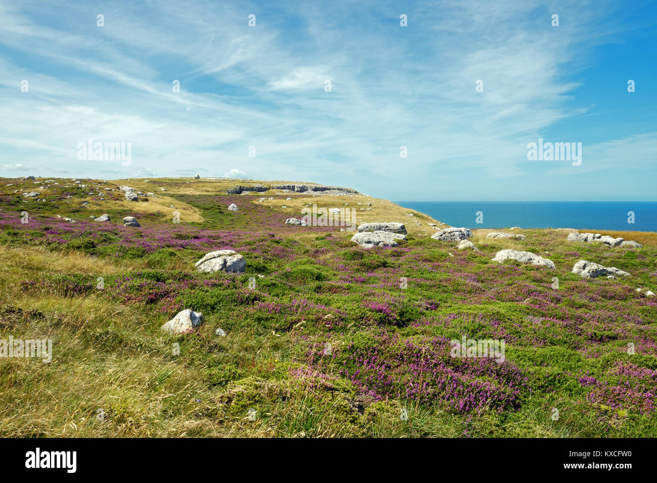 Limestone heath, here on the Great Orme in North Wales, is rare habitat ...