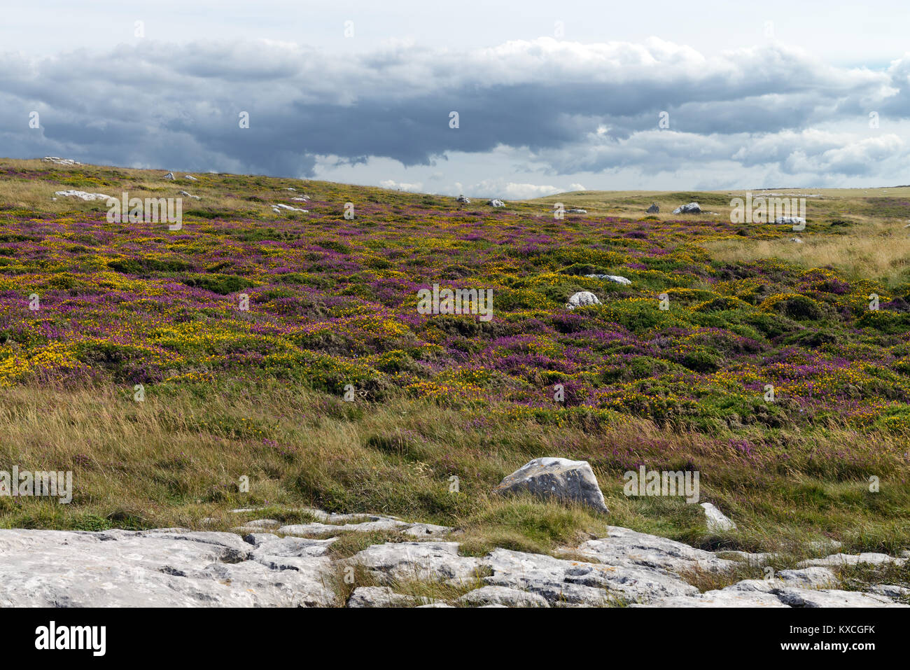 Limestone heath, here on the Great Orme in North Wales, is rare habitat ...