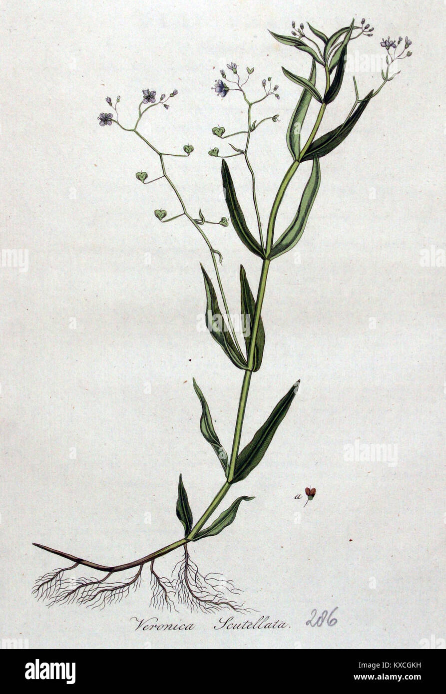 A botanical illustration of *Veronica scutellata* from *Flora Batava ...