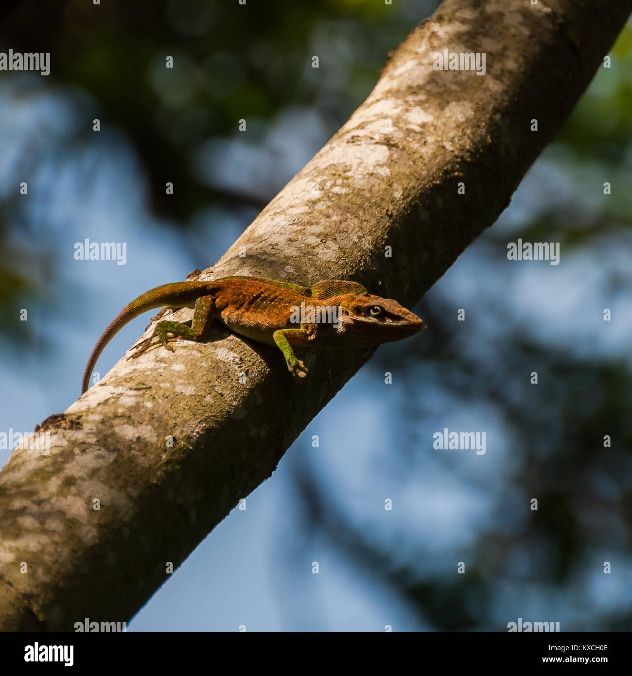 Red Throated Anole Stock Photos & Red Throated Anole Stock Images - Alamy