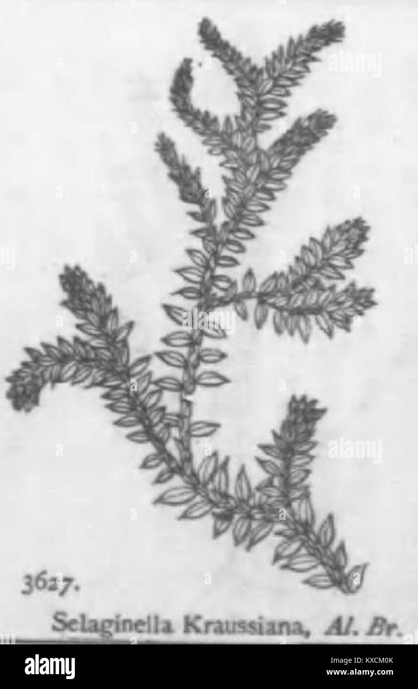 Selaginella Labeled
