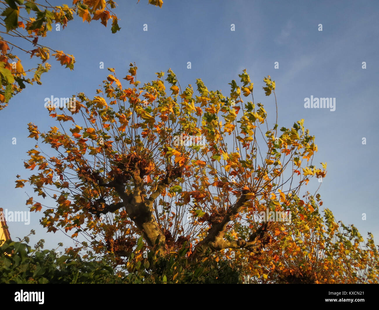 Photograph shows plane tree hi-res stock photography and images - Alamy