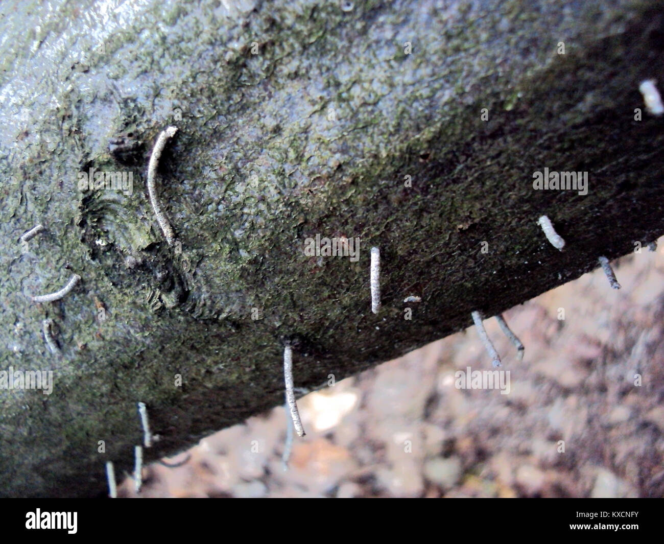 This photograph or document from 2016 depicts Clenovci, a location ...