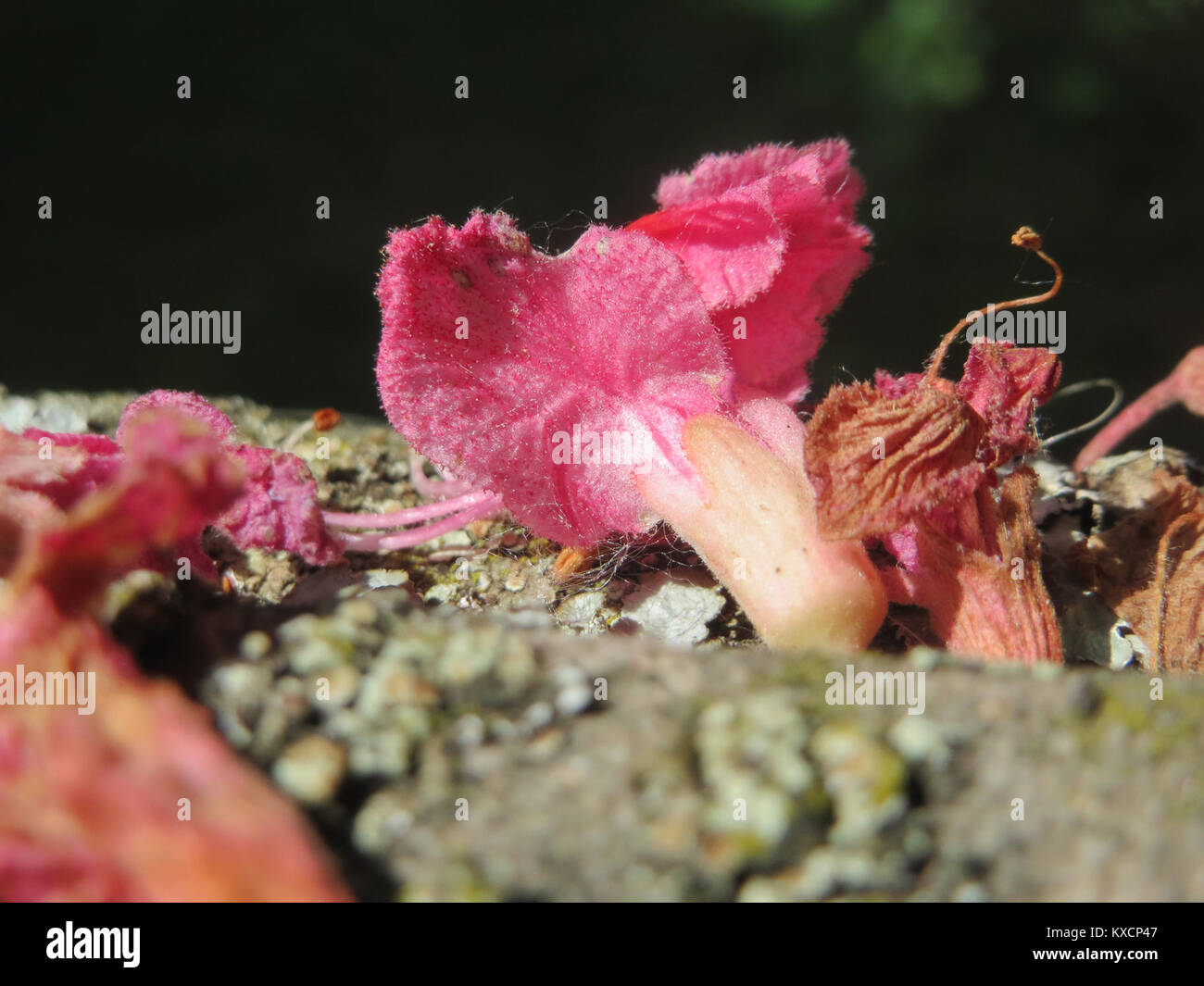 Aesculus carnea, also known as red horse chestnut, is a species of ...