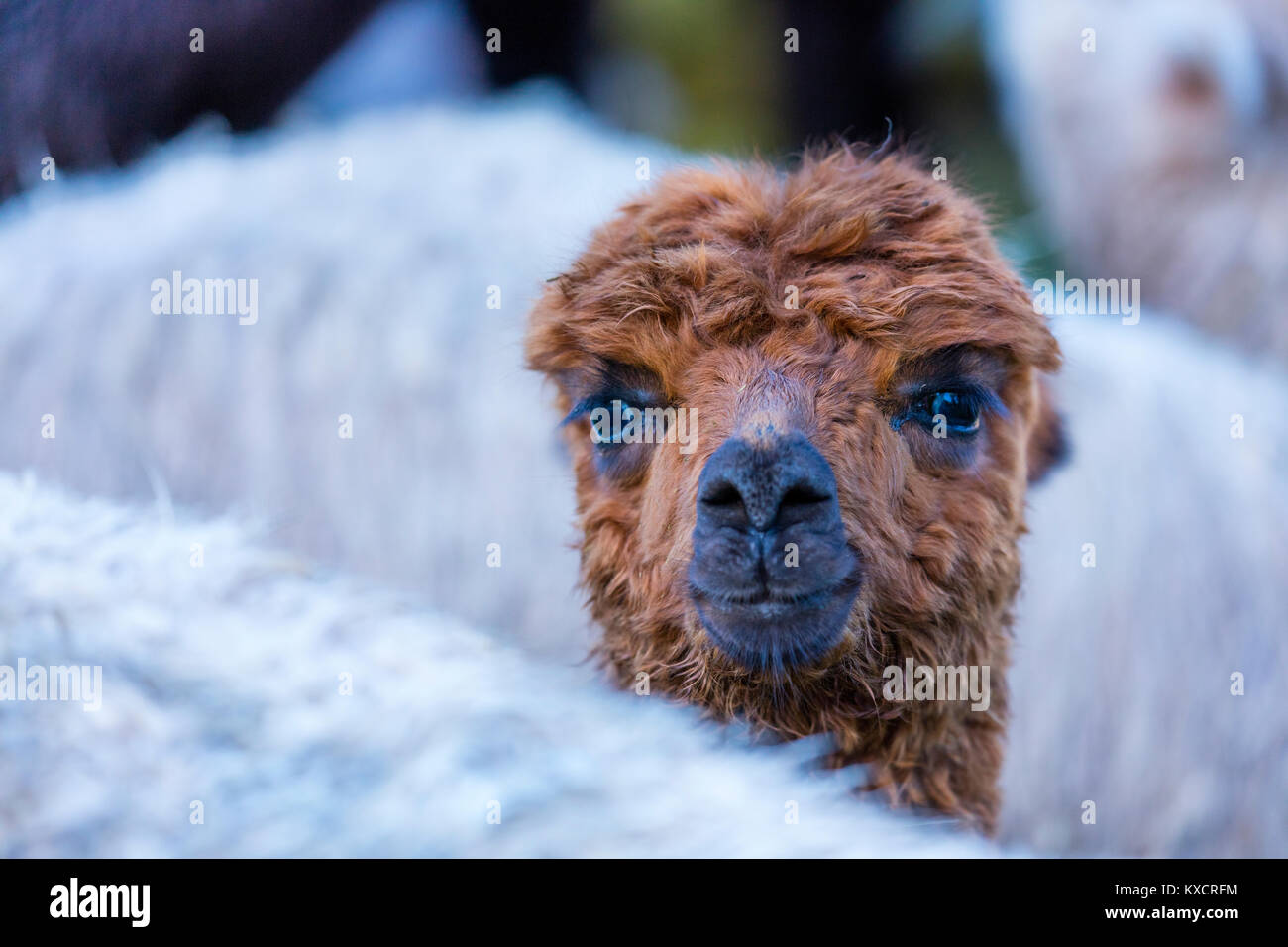 ALPACA (Vicugna pacos). Domesticated species of South American camelid ...