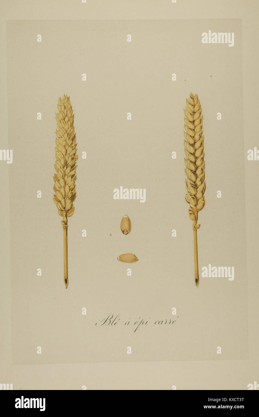 Epi ble hi-res stock photography and images - Alamy