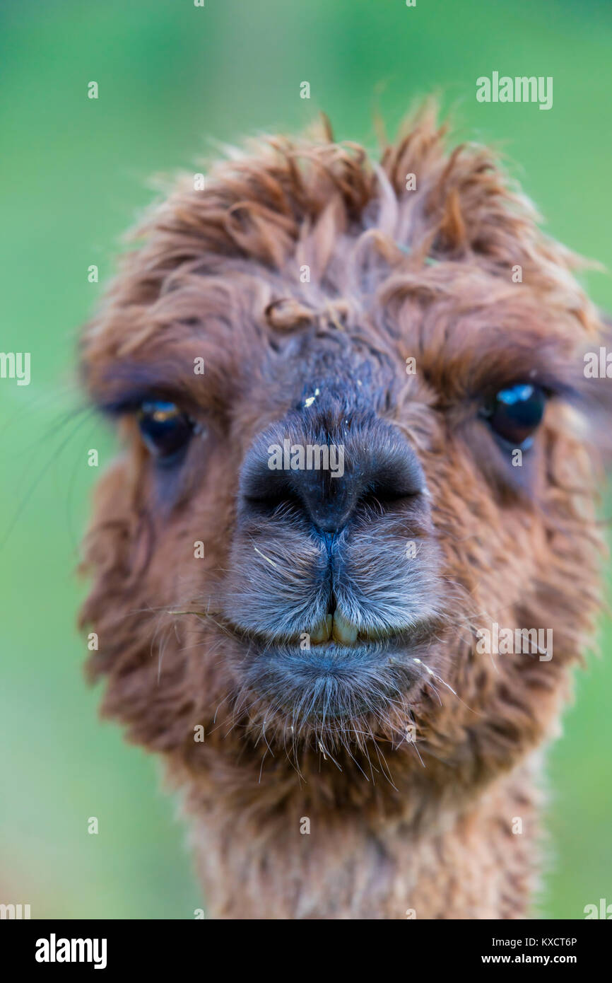 ALPACA (Vicugna pacos). Domesticated species of South American camelid ...