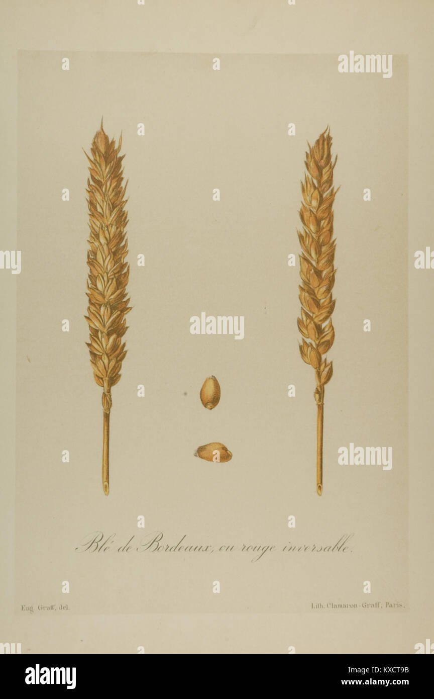Botanical illustration of wheat hi-res stock photography and images - Alamy
