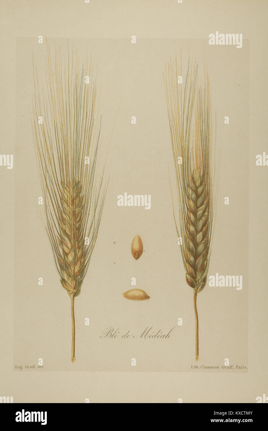 A botanical illustration of wheat, specifically the 'Blé de Médah ...
