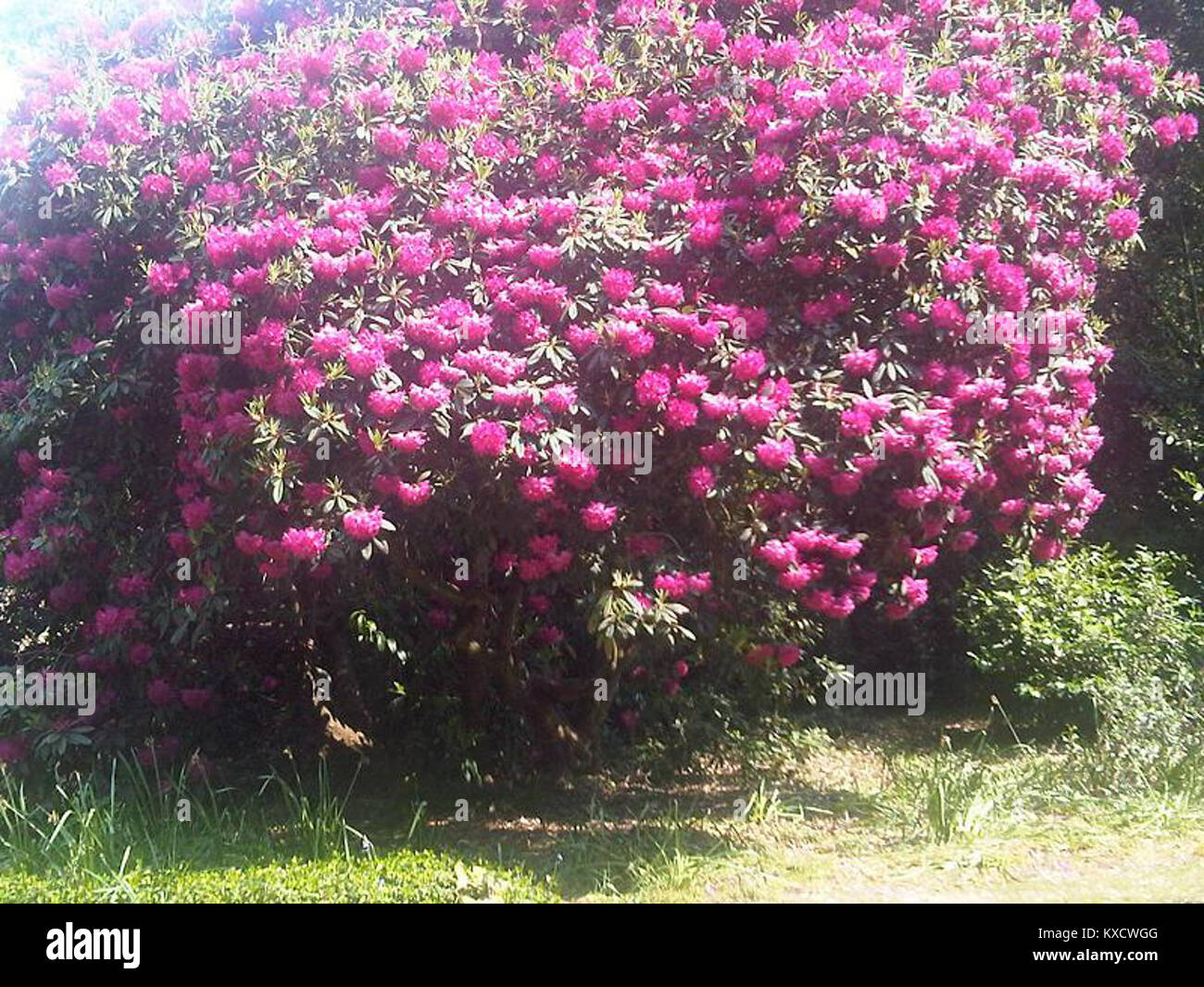Plant specimen labeled hi-res stock photography and images - Alamy