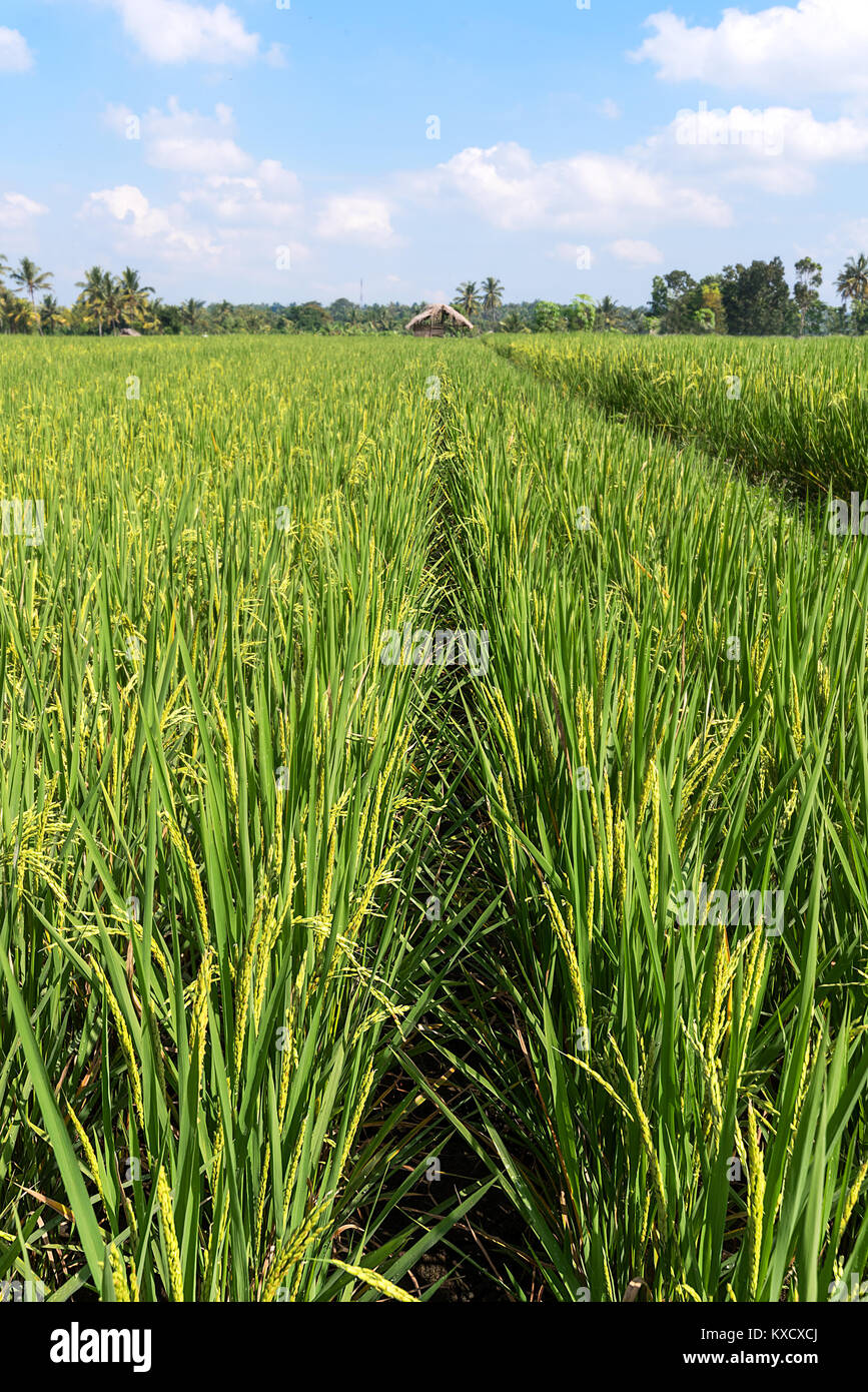 Large green field of sticky rice grow with workers sun shelter huts in ...