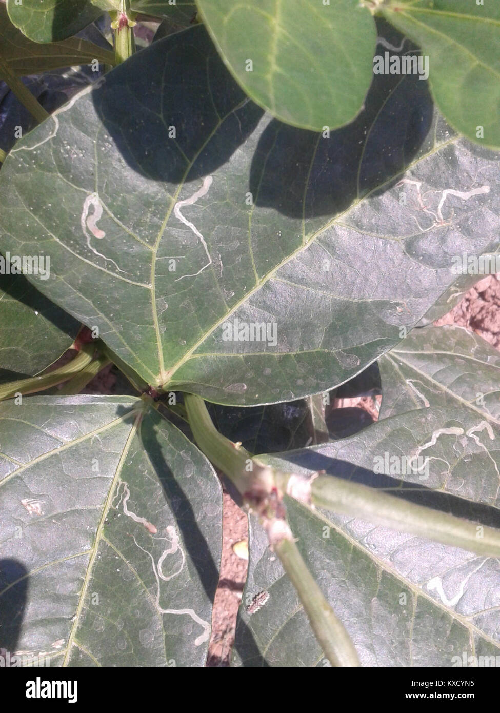 A reference to *Vigna unguiculata*, commonly known as cowpea, a ...