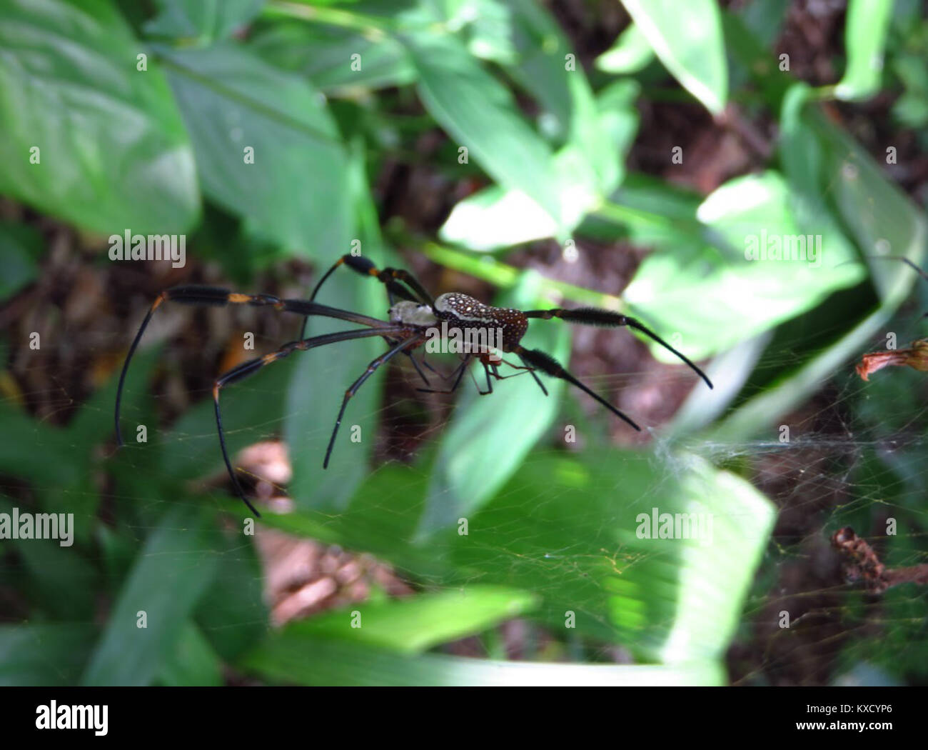 4.Araña Spider Jardín Botanico de la UCV, Caracas, Venezuela Stock ...