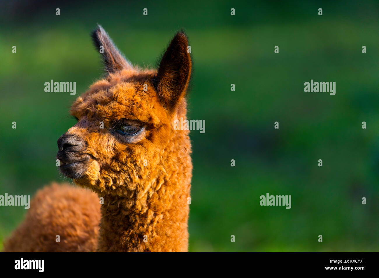 ALPACA (Vicugna pacos). Domesticated species of South American camelid ...