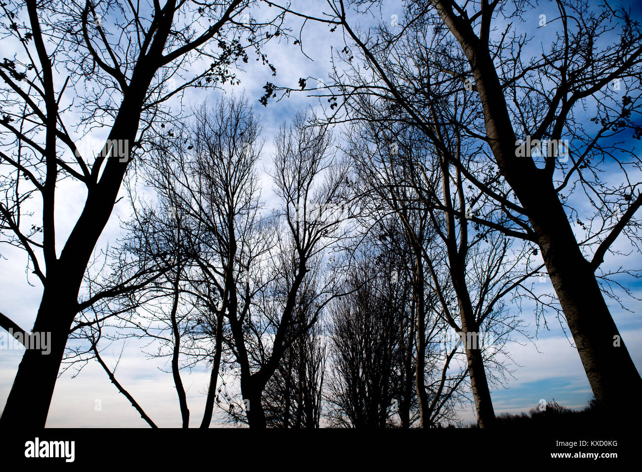 Tree without leaves in black and white hi-res stock photography and ...