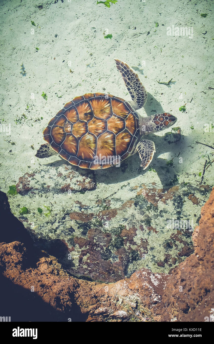 High angle view of tortoise swimming in sea Stock Photo - Alamy