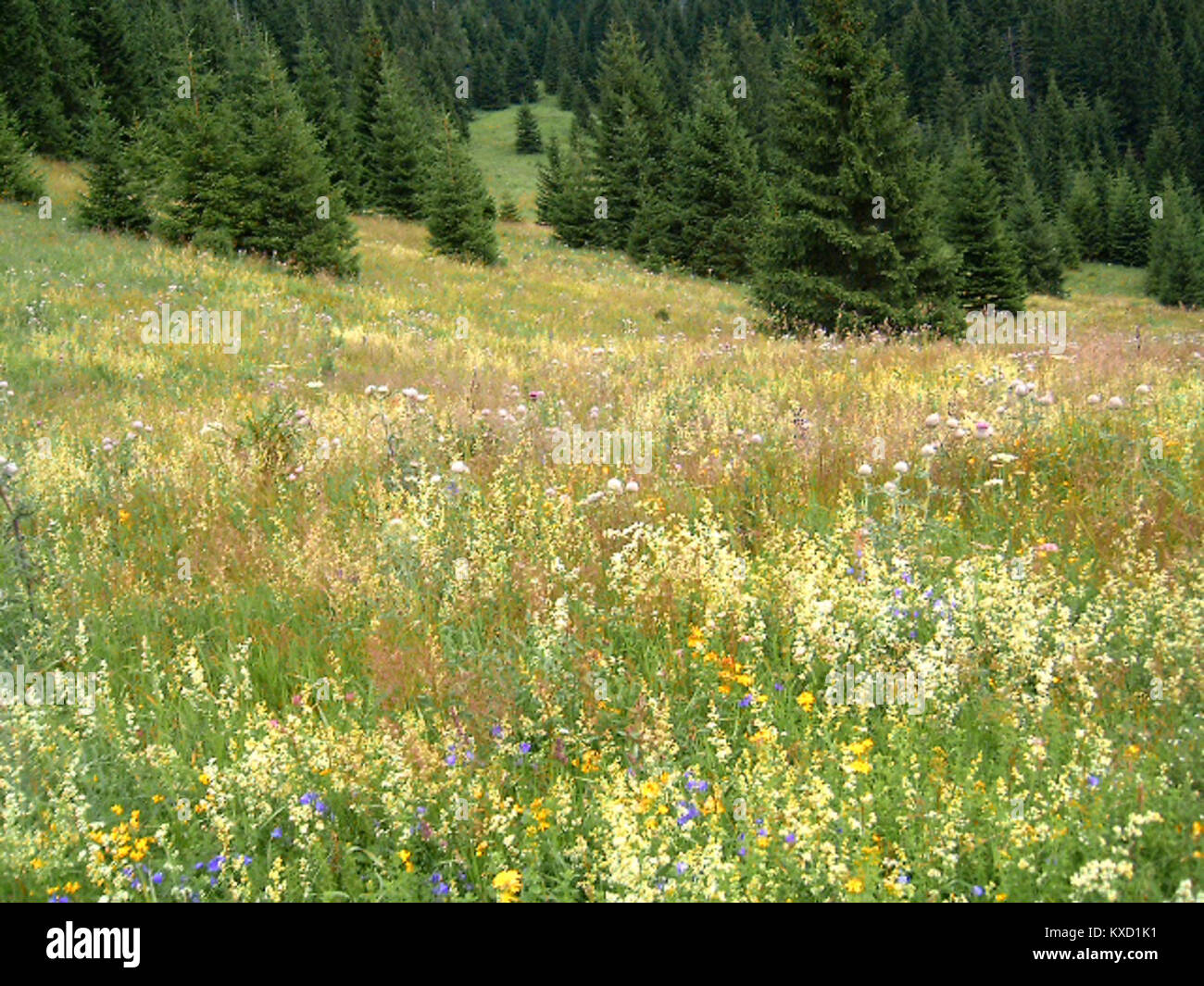 This Entry Refers To An Html Page Code Often Used In Web Development