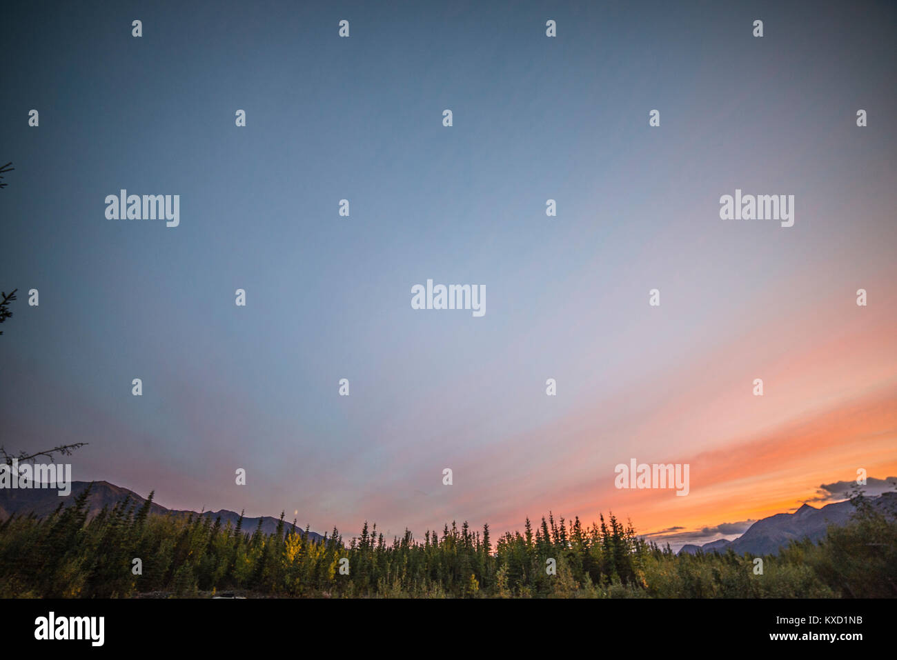 Low angle tranquil view of trees against dramatic sky at Denali ...