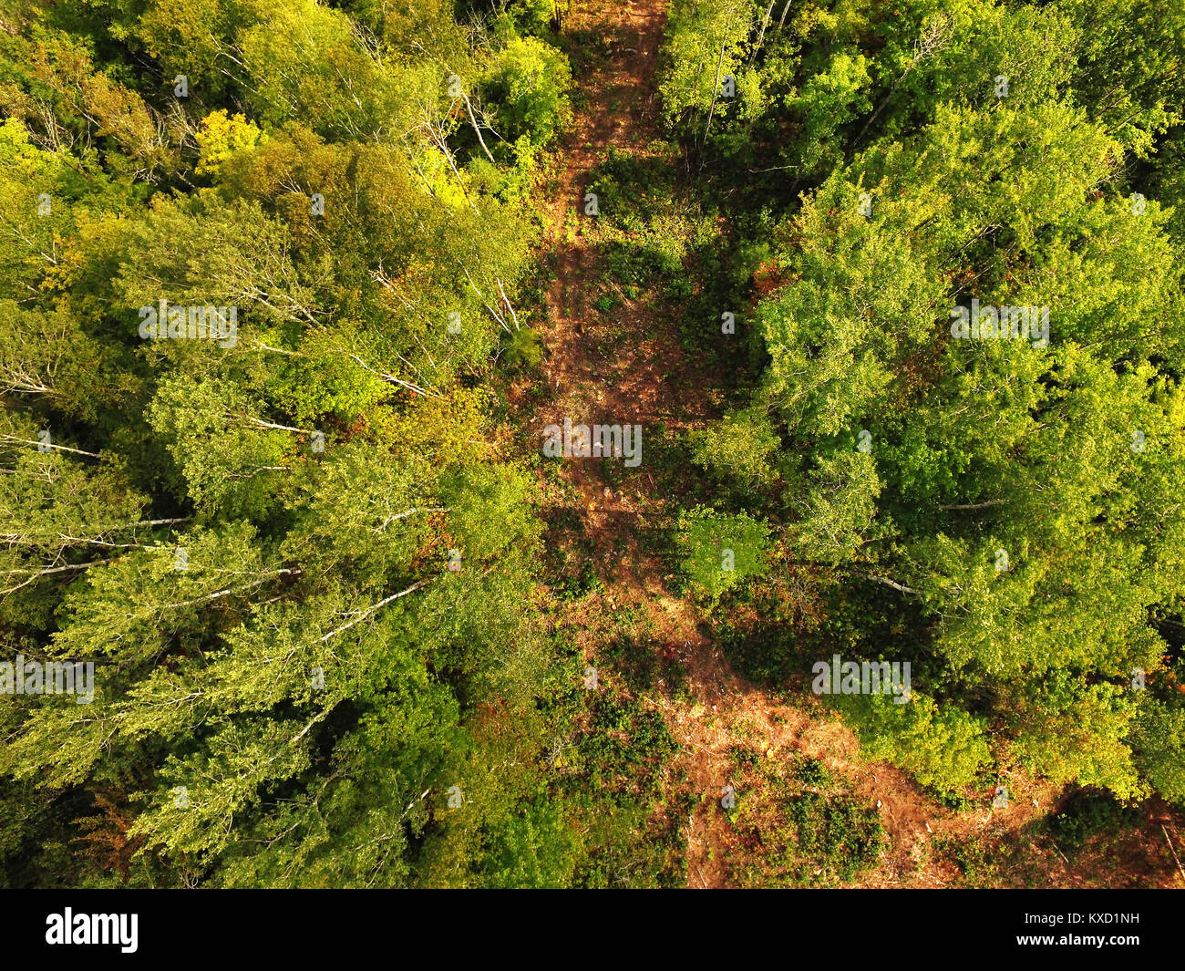 Aerial view of path across forest Stock Photo - Alamy