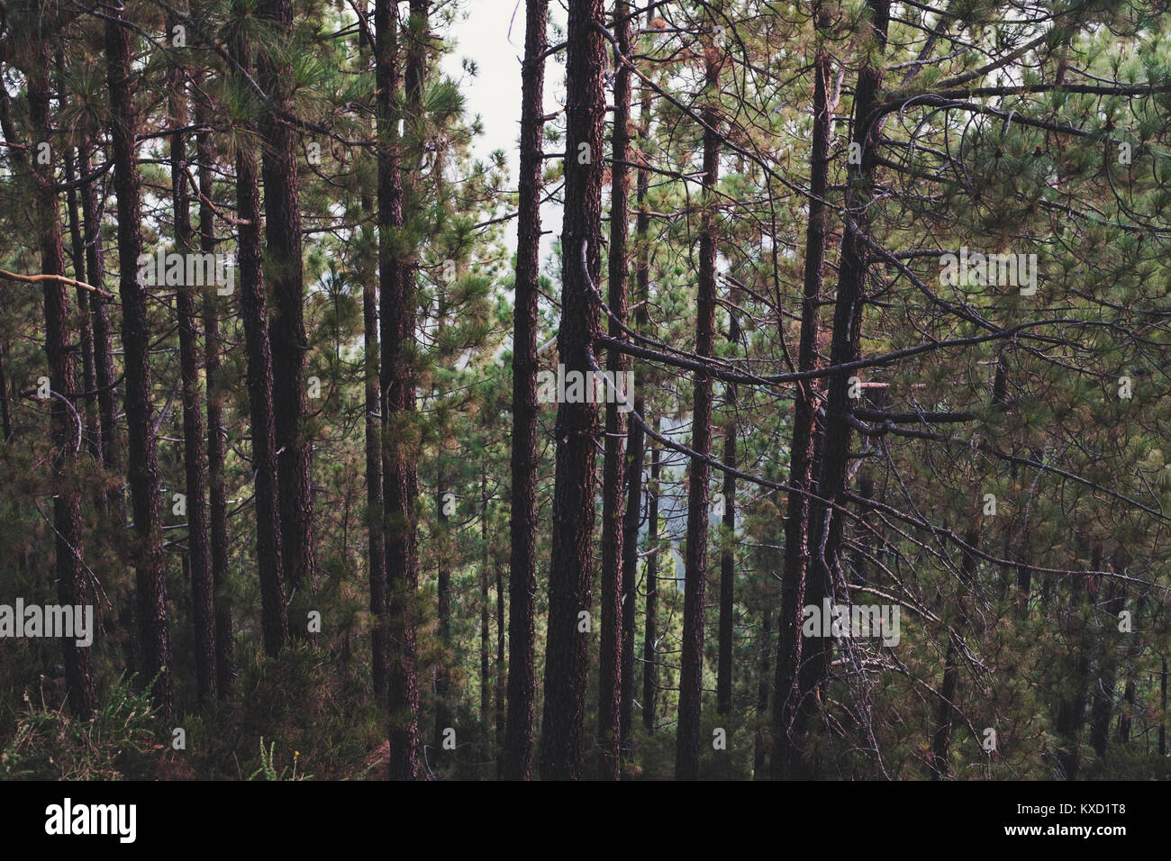 Scenic view of trees growing in forest Stock Photo - Alamy