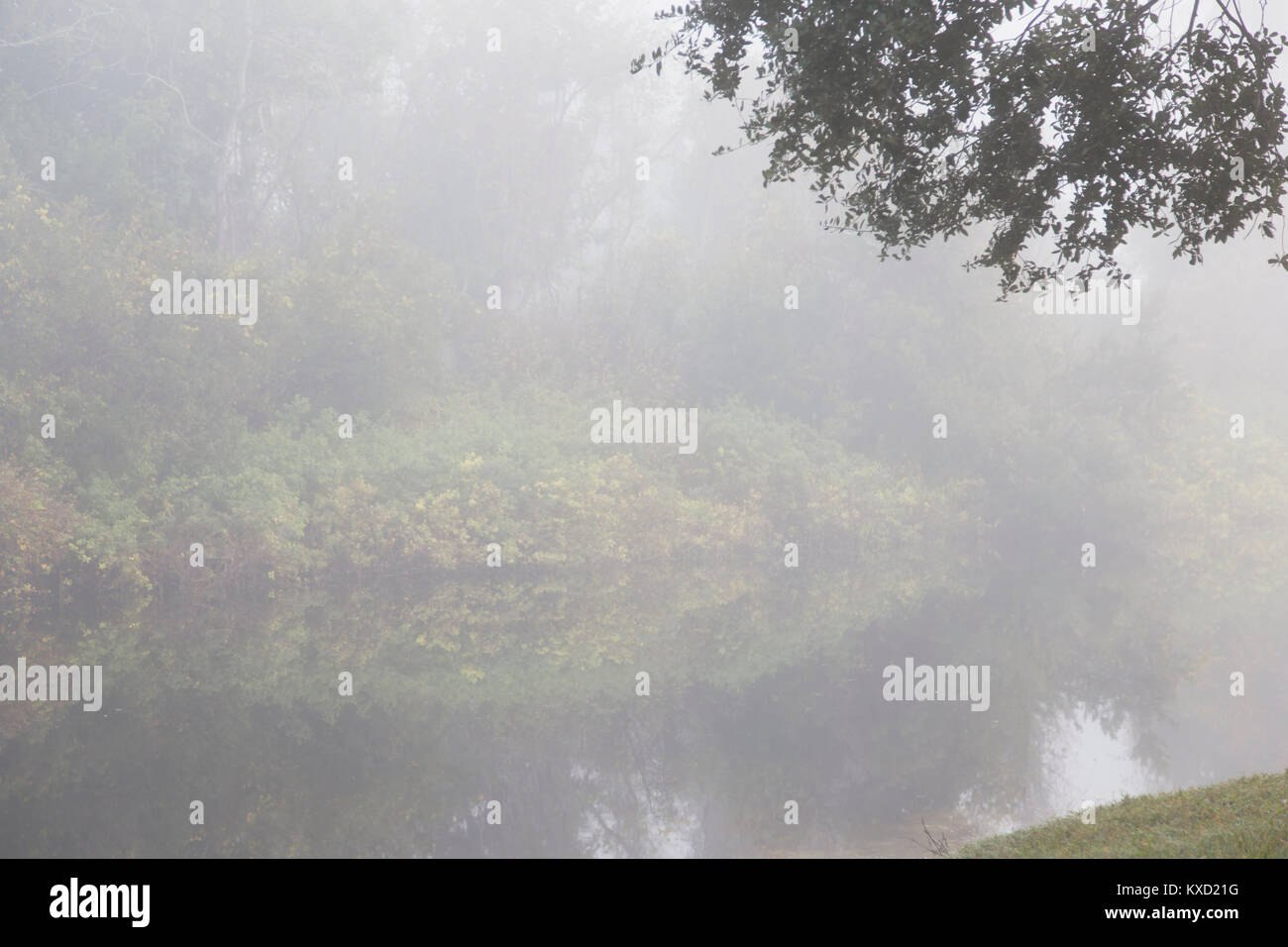 Foggy pond with trees and vegetation Stock Photo - Alamy