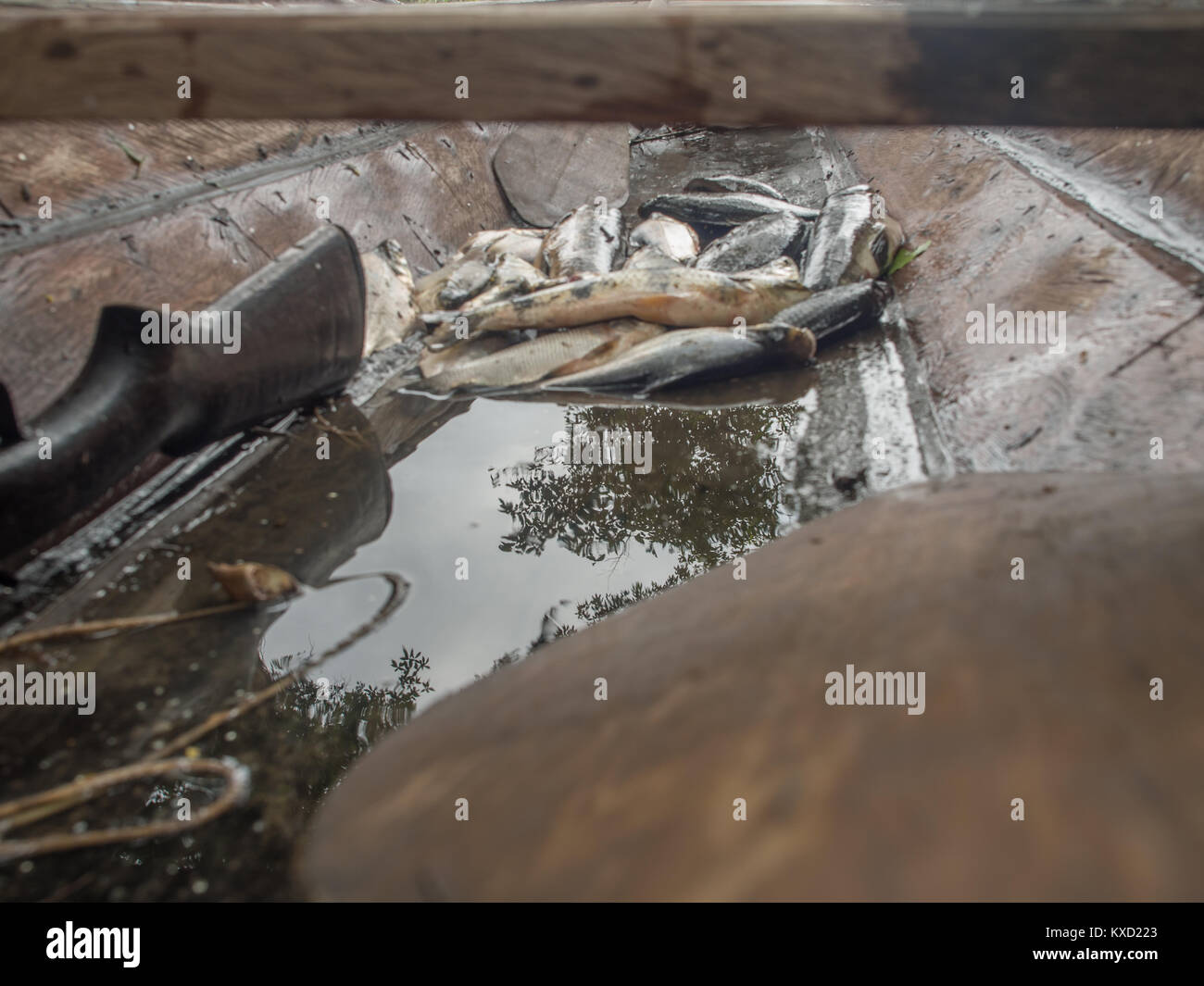 Indian fishing boat with fishes, gun and wooden small oar Stock Photo ...