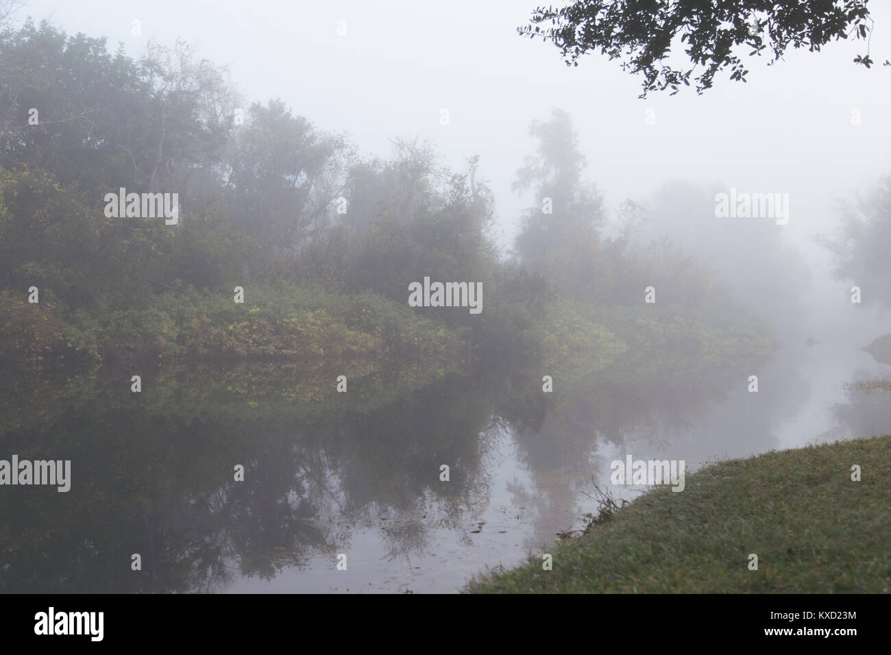 Small pond and trees with fog Stock Photo - Alamy