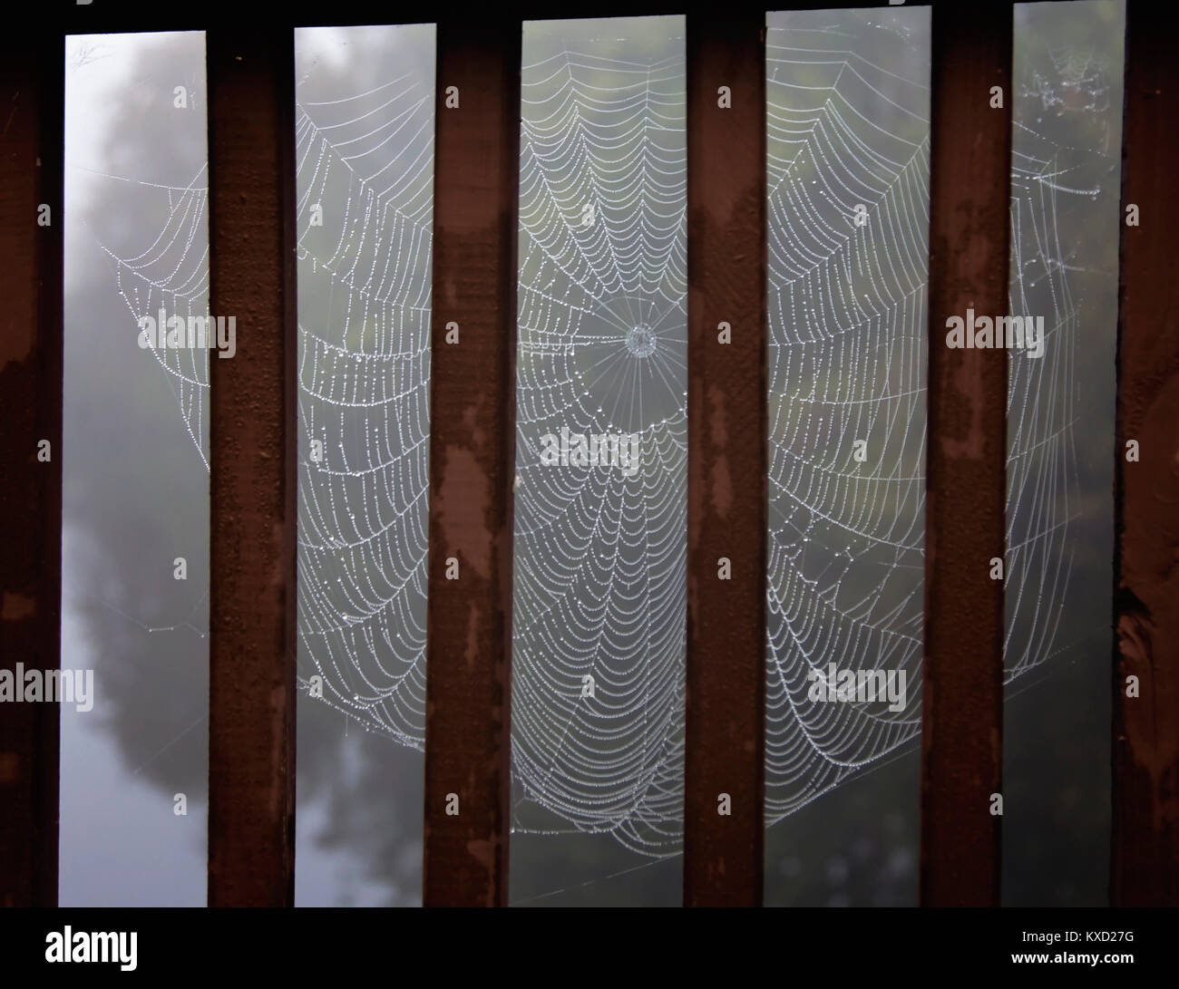 Spiderweb symmetry hi-res stock photography and images - Alamy