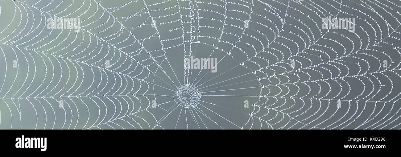 long horizontal close up of dewy spider web Stock Photo - Alamy
