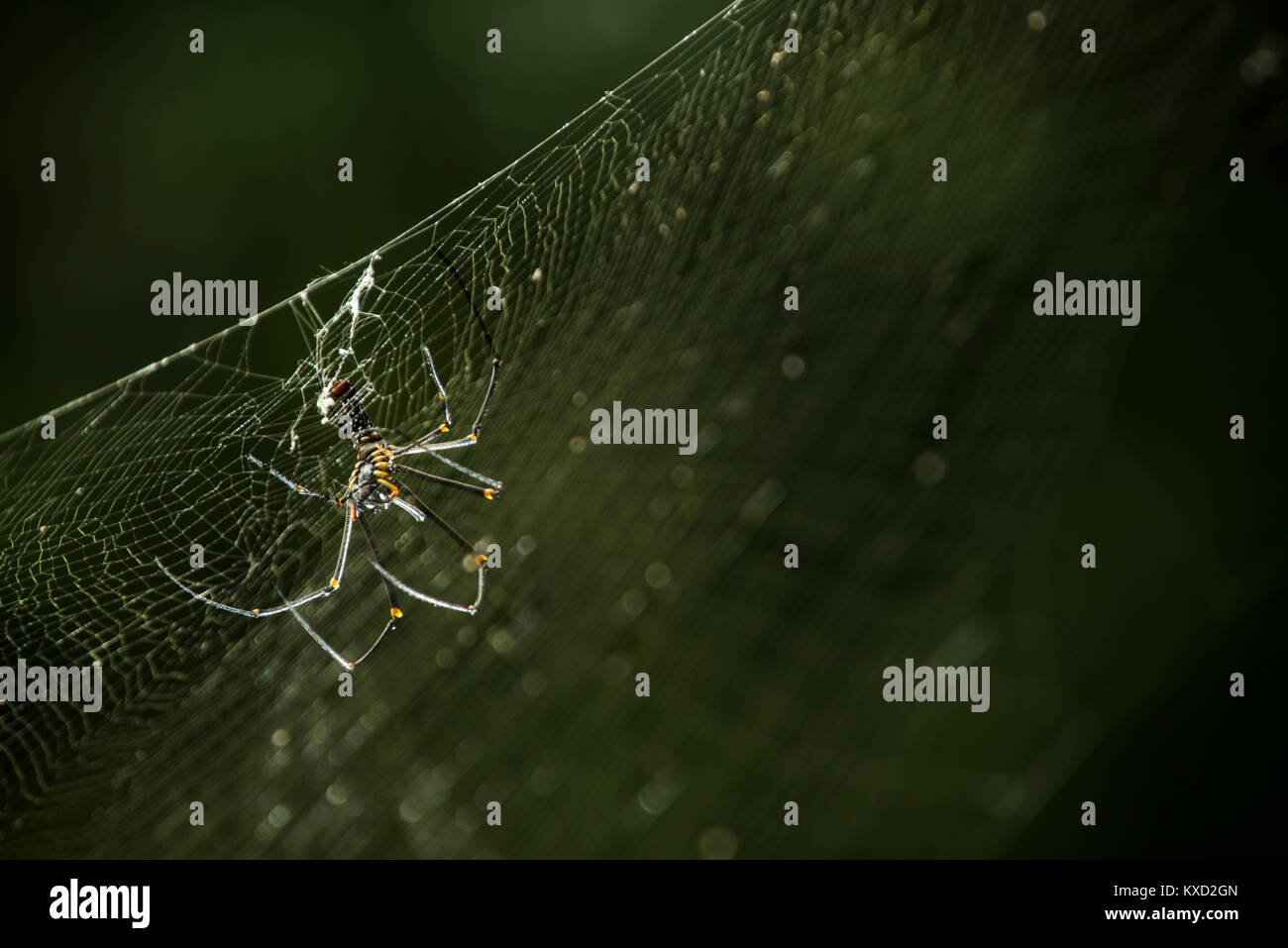 Insect limbs hi-res stock photography and images - Alamy